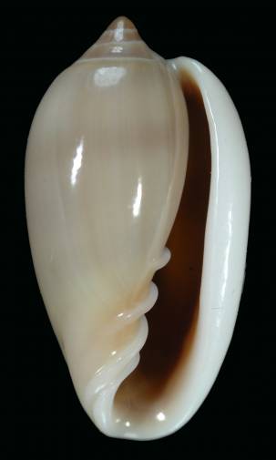 shellauction.net :: Prunum woodbridgei - 3682660