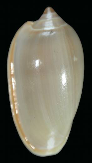 shellauction.net :: Prunum woodbridgei - 3682660