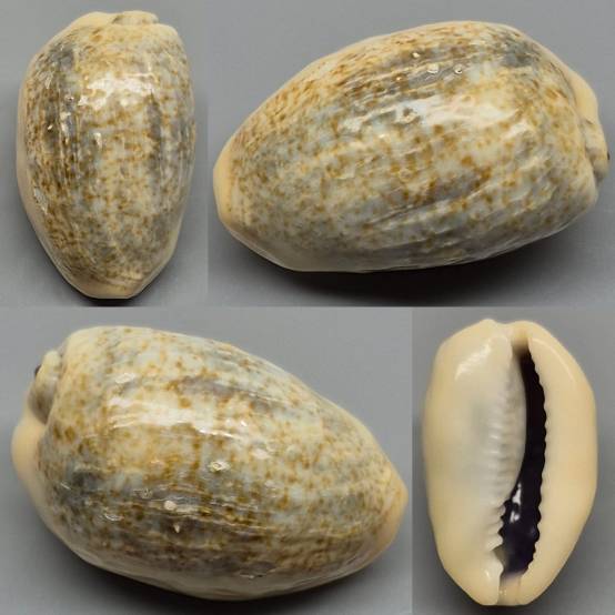 shellauction.net :: Erronea errones - 3682757