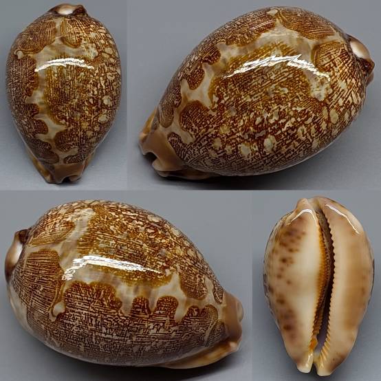 shellauction.net :: Leporicypraea mappa viridis - 3682958