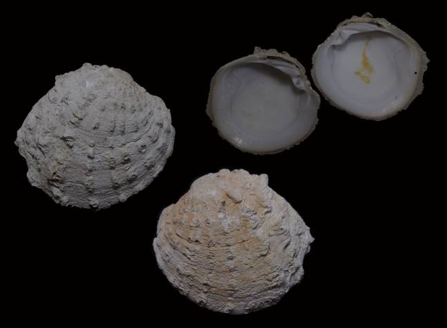 shellauction.net :: Samarangia quadrangularis - 3683047