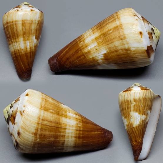 shellauction.net :: Conus vexillum - 3683086