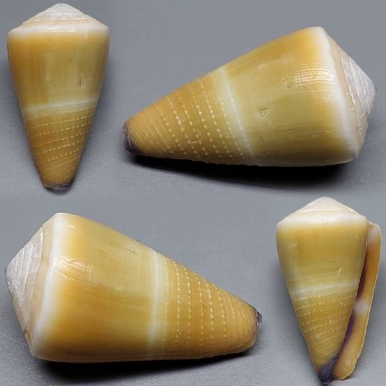 shellauction.net :: Conus lividus - 3683089