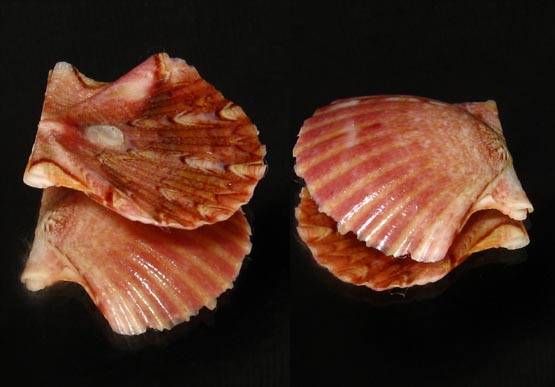 shellauction.net :: Pecten maximus - 3683490