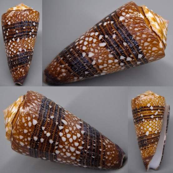 shellauction.net :: Conus victor - 3683557