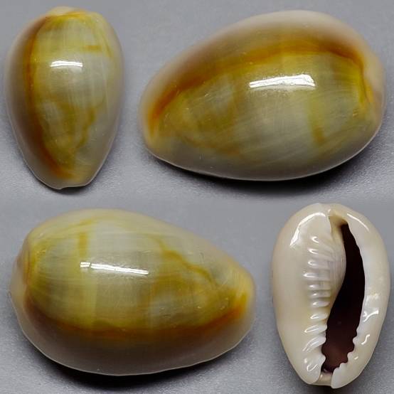 shellauction.net :: Monetaria annulus - 3683587