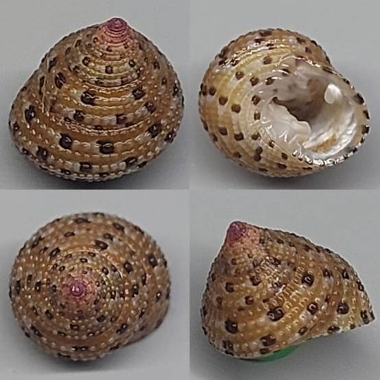 shellauction.net :: Clanculus clanguloides - 3683615