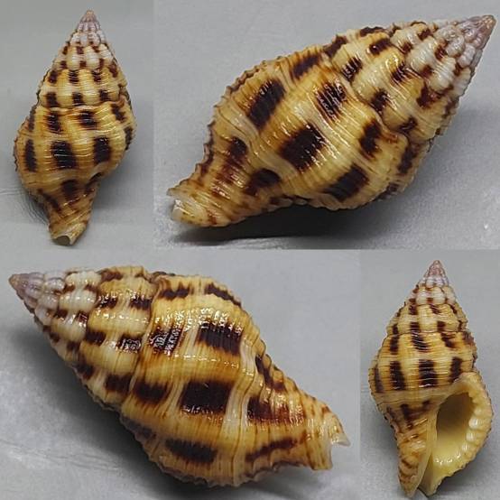 shellauction.net :: Cantharus (Clivipollia) wagneri - 3683620