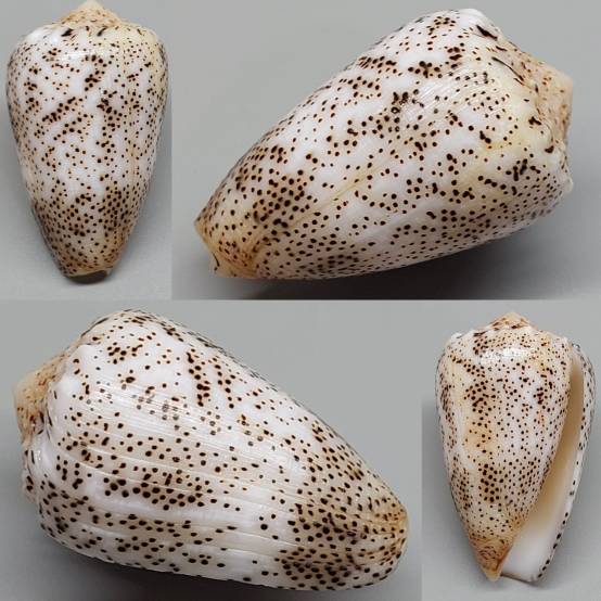 shellauction.net :: Conus arenatus - 3683796