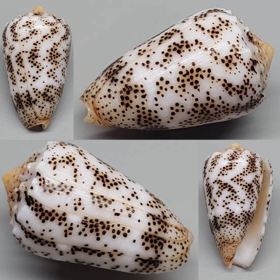 shellauction.net :: Conus arenatus - 3683797