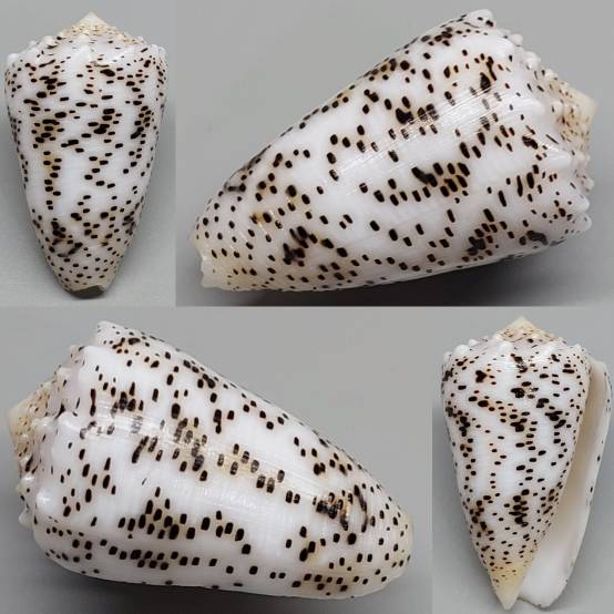 shellauction.net :: Conus arenatus - 3683799