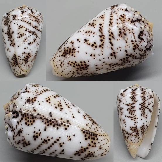 shellauction.net :: Conus arenatus - 3683801