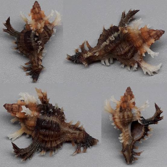 shellauction.net :: Chicoreus sp. - 3684002