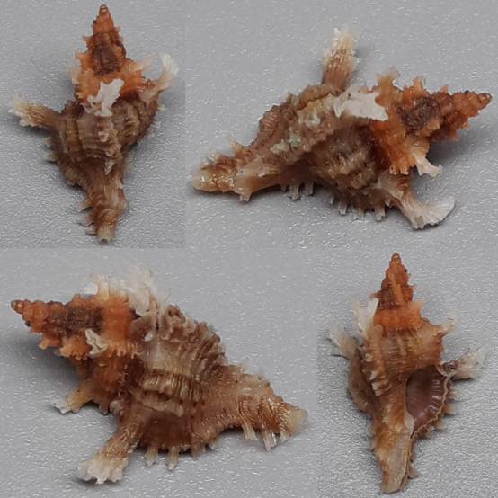 shellauction.net :: Chicoreus sp. - 3684003