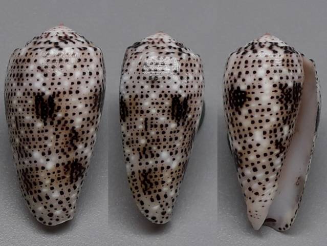 shellauction.net :: Conus stercusmuscarum - 3684091