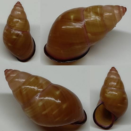 shellauction.net :: Amphidromus stevenliei - 3684243