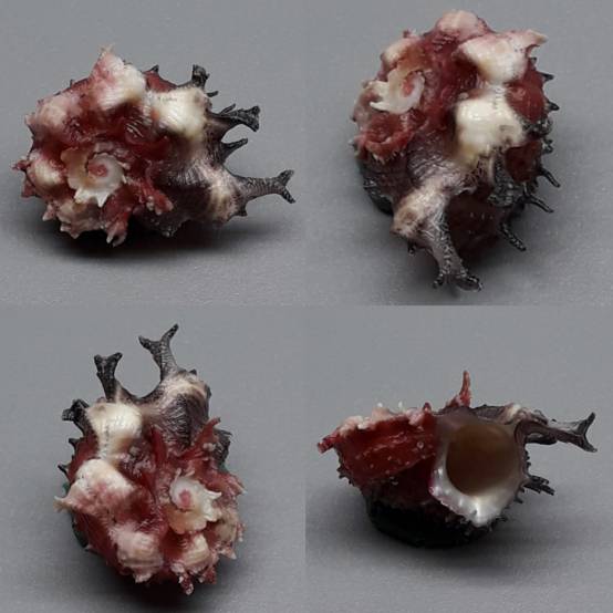 shellauction.net :: Angaria formosa - 3684422