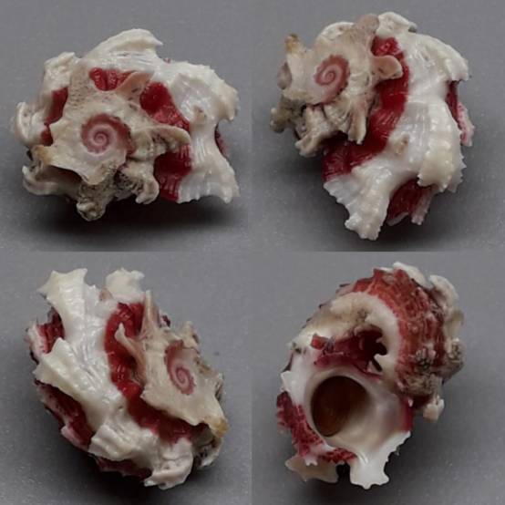 shellauction.net :: Angaria formosa - 3684429