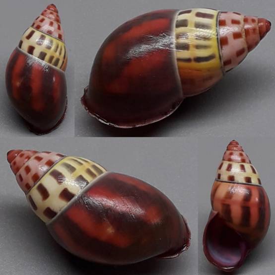 shellauction.net :: Amphidromus latestrigatus sumbaensis - 3684460