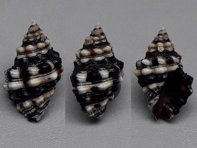 shellauction.net :: Drupella sp. - 3684481