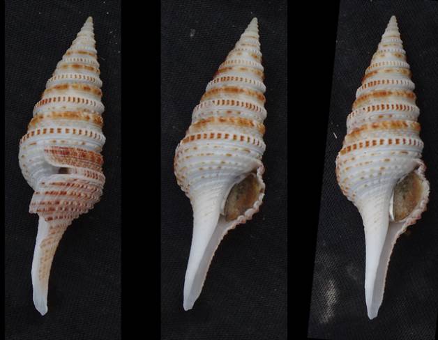 shellauction.net :: Gemmula kieneri - 3684508