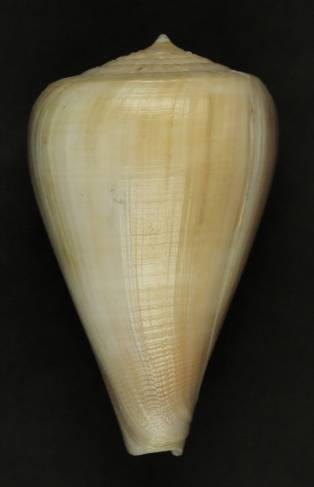 shellauction.net :: Conus patricius - 3684566