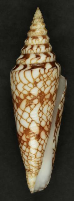 shellauction.net :: Conus milneedwardsi - 3684669