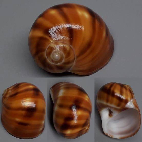 shellauction.net :: Natica stellata - 3685053