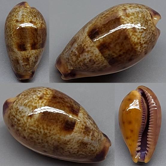 shellauction.net :: Contradusta walkeri - 3685103