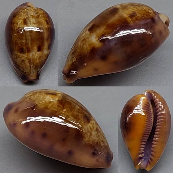 shellauction.net :: Contradusta walkeri - 3685104