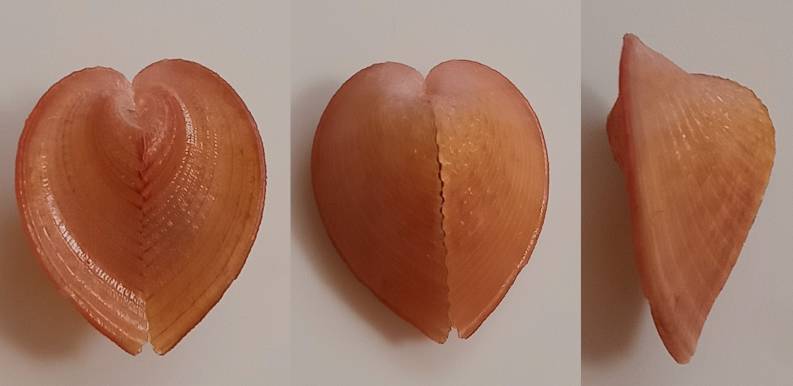 shellauction.net :: Corculum kirai - 3685129