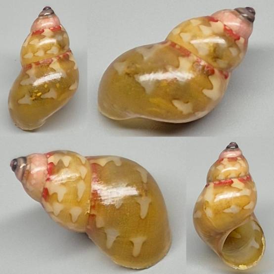 shellauction.net :: Bolma modesta - 3685218