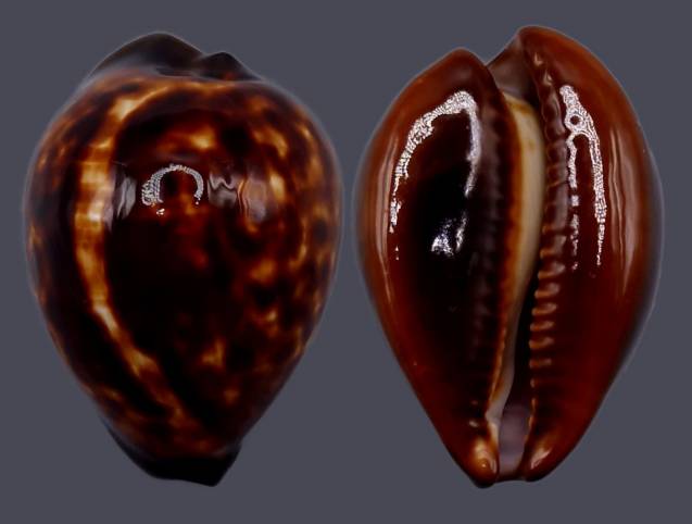 shellauction.net :: Zoila decipiens - 3685252