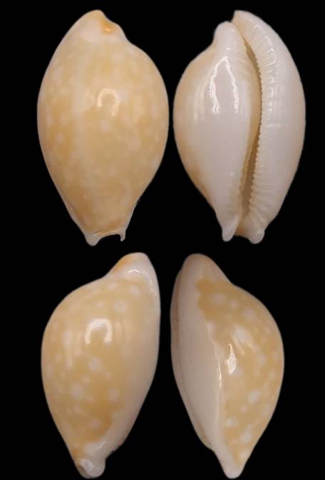 shellauction.net :: Cryptocypraea dillwyni - 3685305