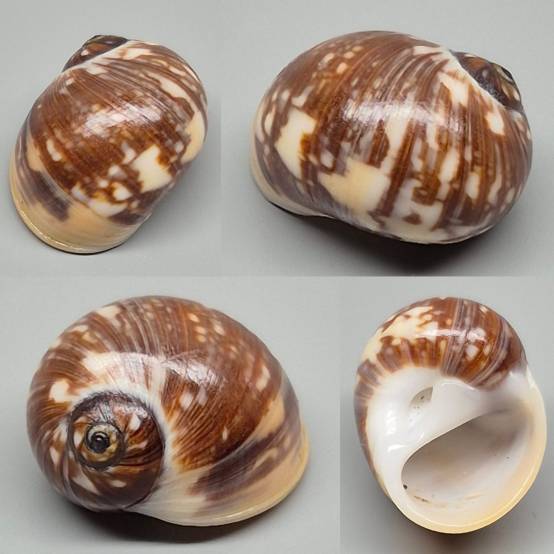 shellauction.net :: Natica vitellus - 3685372