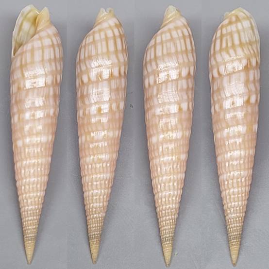 shellauction.net :: Terebra sp. - 3685440