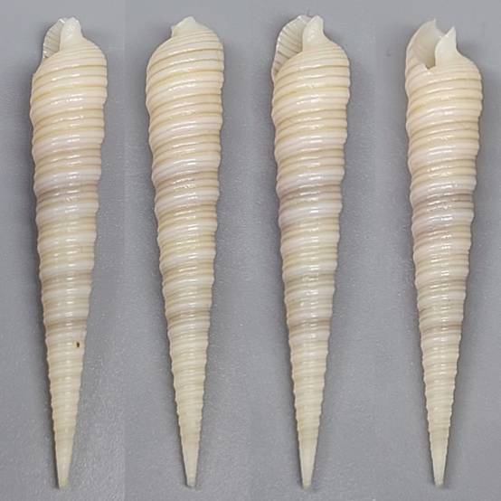 shellauction.net :: Terebra sp. - 3685448