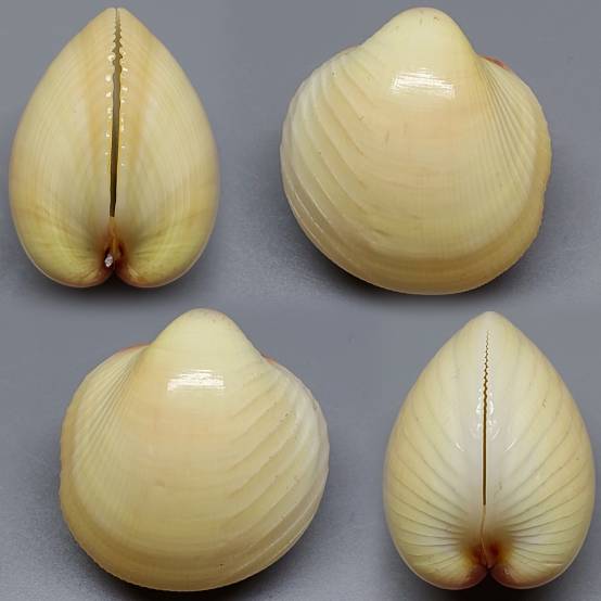 shellauction.net :: Discors multipunctatum - 3685463