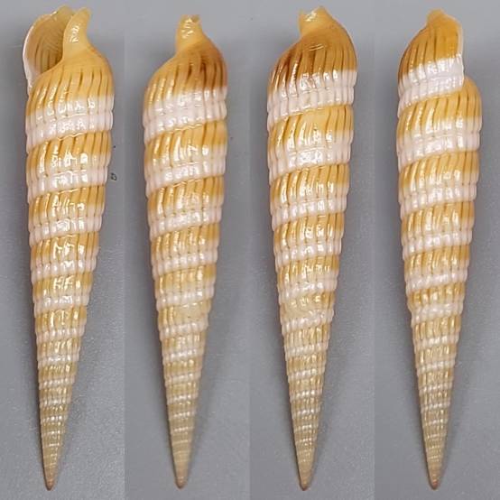 shellauction.net :: Terebra sp. - 3685466