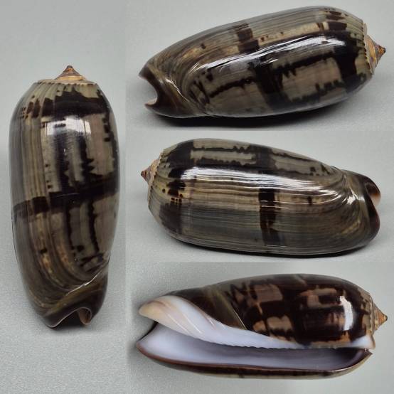 shellauction.net :: Oliva miniacea - 3685560