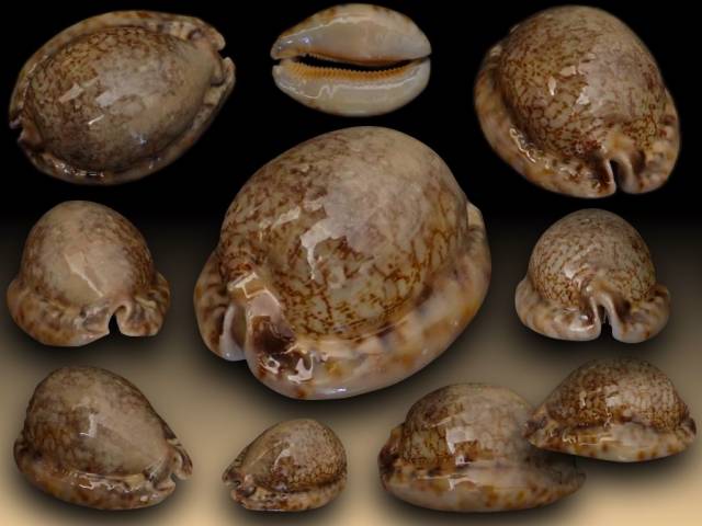 shellauction.net :: Mauritia arabica asiatica f. gibba - 3685590