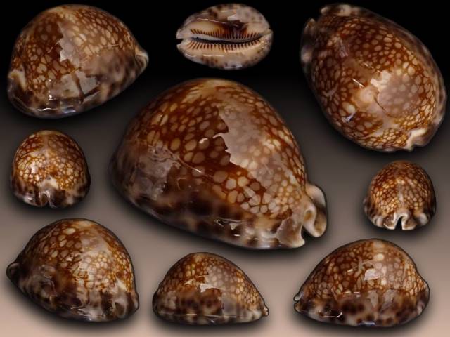 shellauction.net :: Mauritia maculifera f. hawaiiensis - 3685602