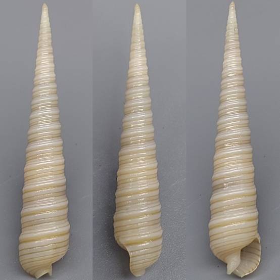 shellauction.net :: Terebra sp. - 3685669