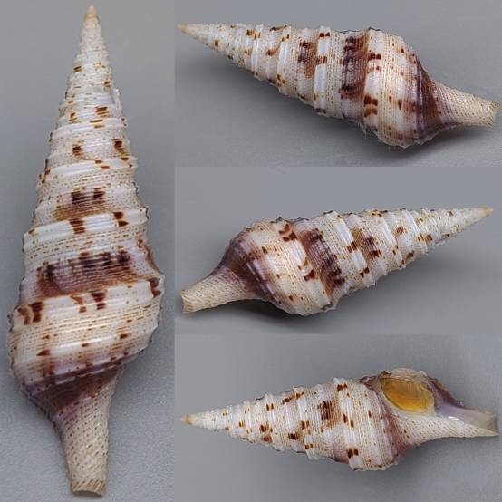 shellauction.net :: Turris sp. - 3685701