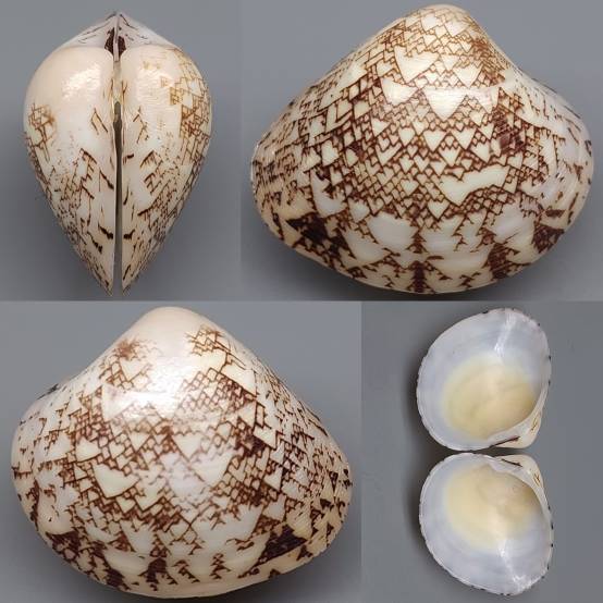 shellauction.net :: Lioconcha ornata - 3685742