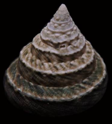 shellauction.net :: Tectus pyramis - 3685804