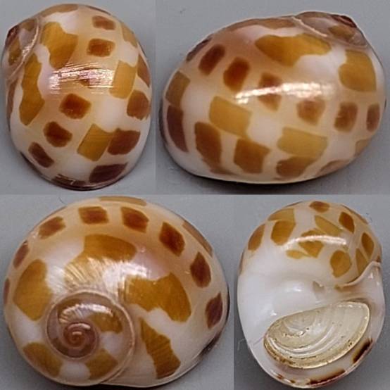 shellauction.net :: Natica sp. - 3685815