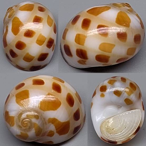 shellauction.net :: Natica sp. - 3685816