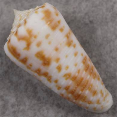 shellauction.net :: Phasmoconus alexandrei - 3685823