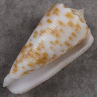 shellauction.net :: Phasmoconus alexandrei - 3685823